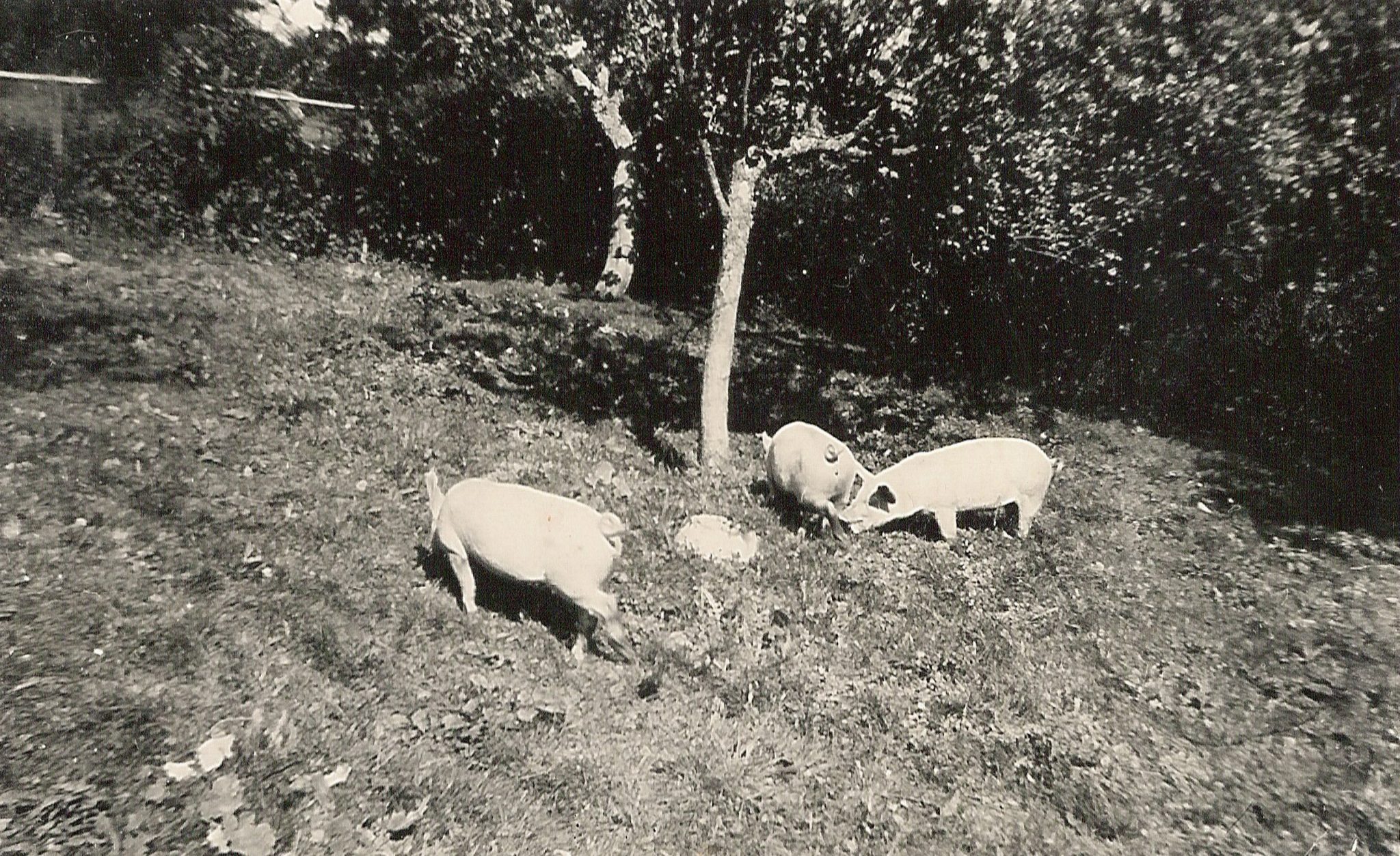 Pigs at Burrow Hill farm - Blackdown Archives